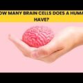 How Many Brain Cells Does a Human Have? A Detailed Breakdown
